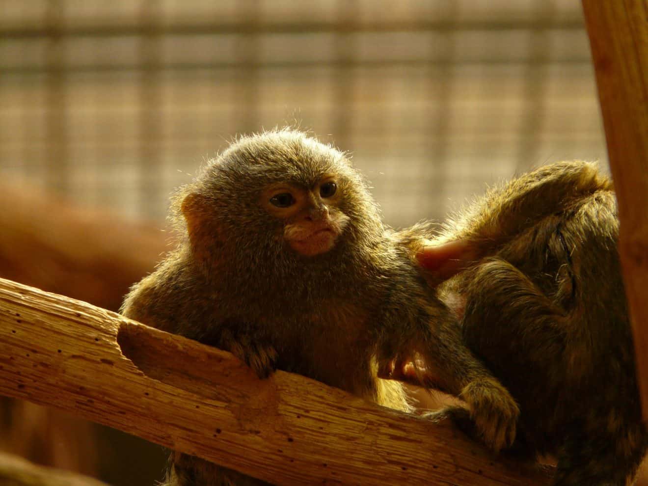 30 Finger Monkey Facts About The World's Smallest Monkey - Facts.net