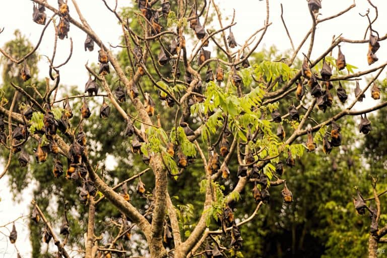 40 Giant Golden-Crowned Flying Fox Facts About The World's Largest Bat