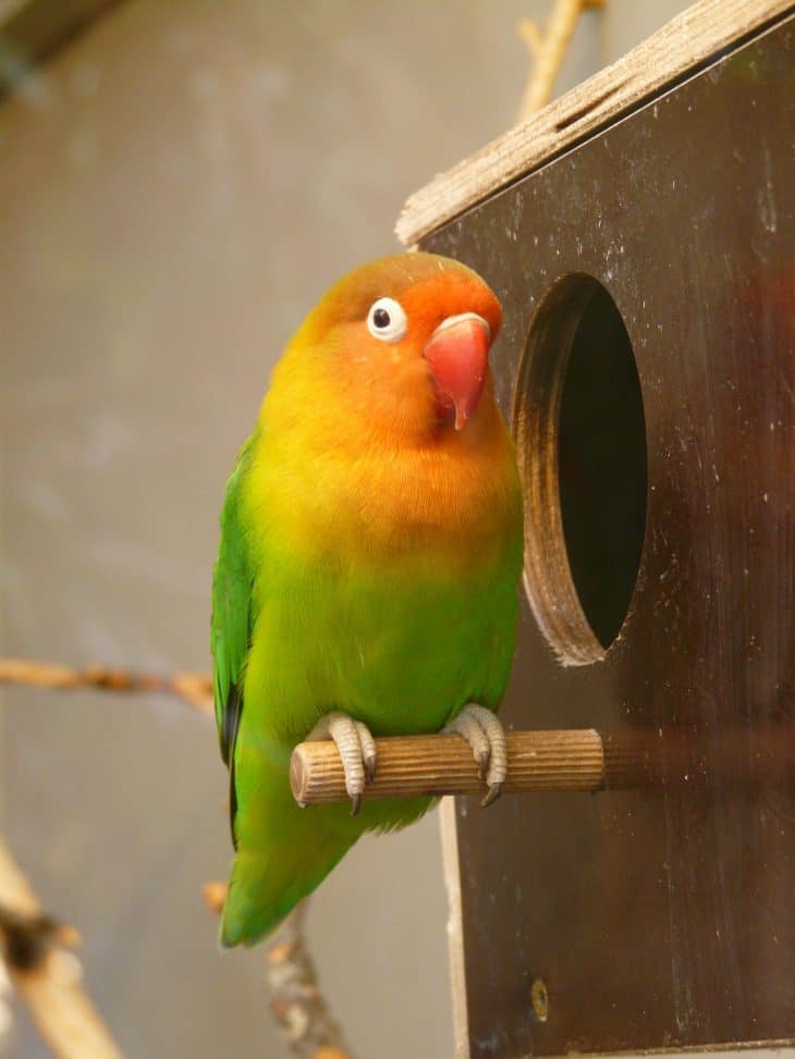 30 Facts About Love Birds That You Never Knew About