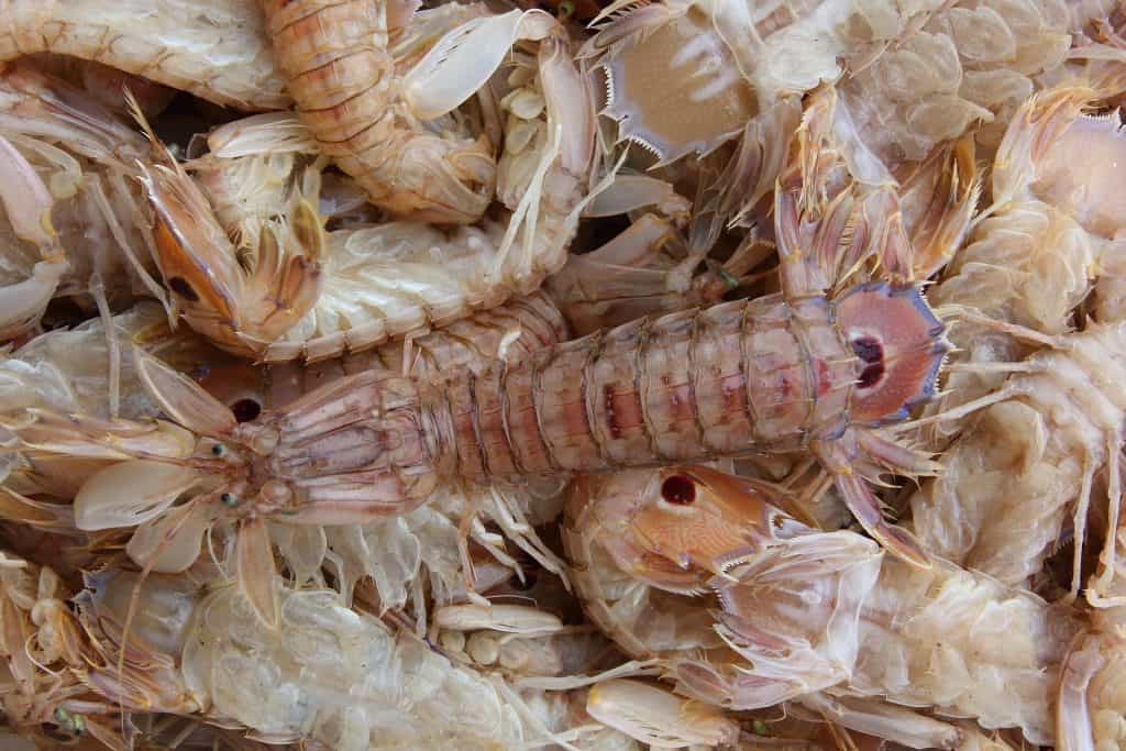 40 Mantis Shrimp Facts That Will Strike You With Awe - Facts.net