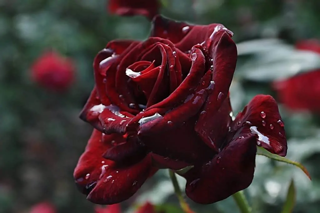 18 Rose Color Meanings That Are Just More Than Romantic - Facts.net