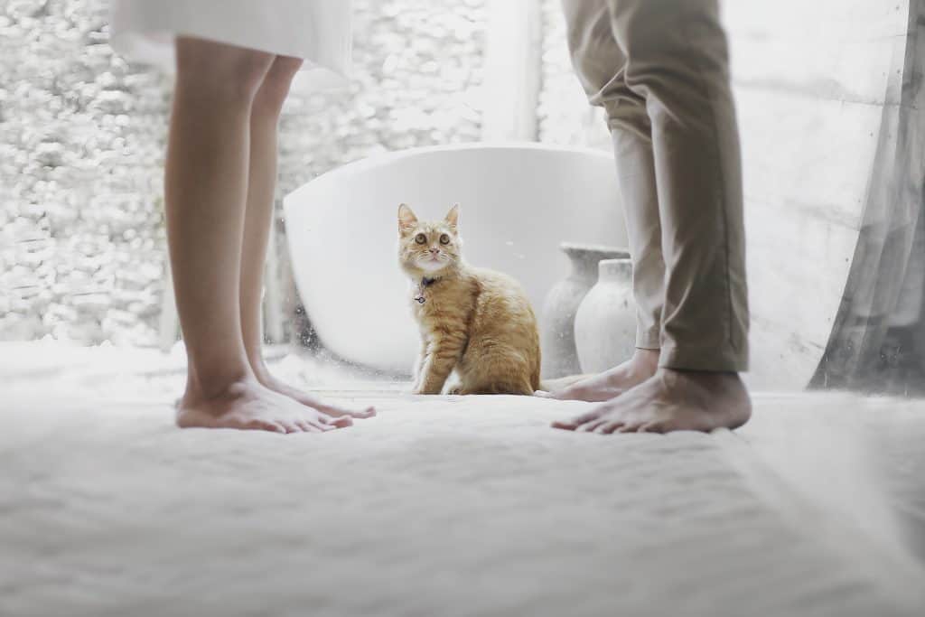 100 Surprising Cat Facts That You Never Knew About