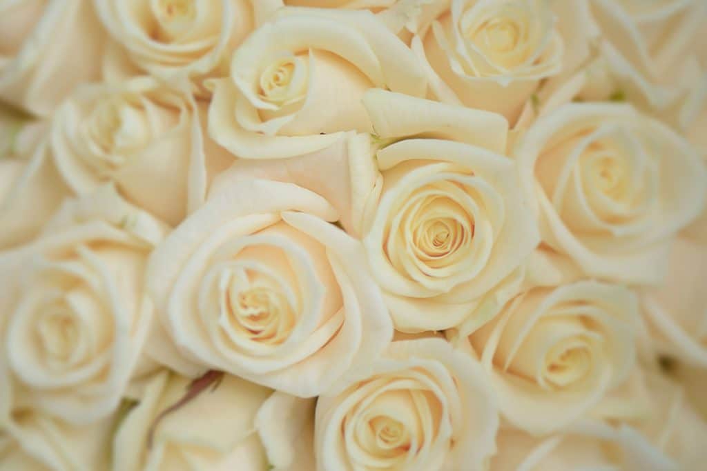 18 Rose Color Meanings That Are Just More Than Romantic - Facts.net