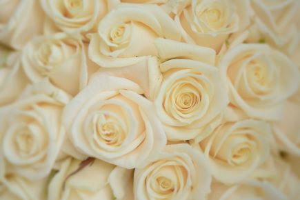 18 Rose Color Meanings That Are Just More Than Romantic - Facts.net