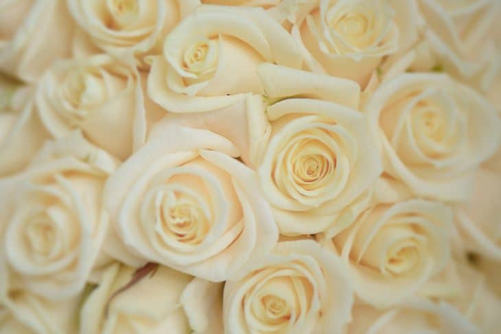 18 Rose Color Meanings That Are Just More Than Romantic - Facts.net