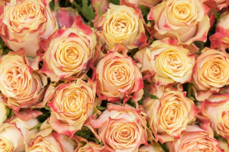 18 Rose Color Meanings That Are Just More Than Romantic - Facts.net