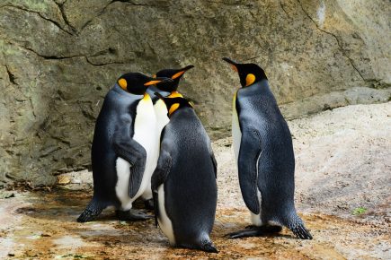 50 Adorable Penguin Facts That You Just Can't Miss