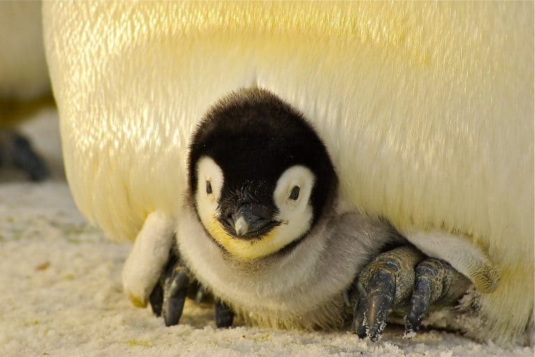 50 Adorable Penguin Facts That You Just Can't Miss