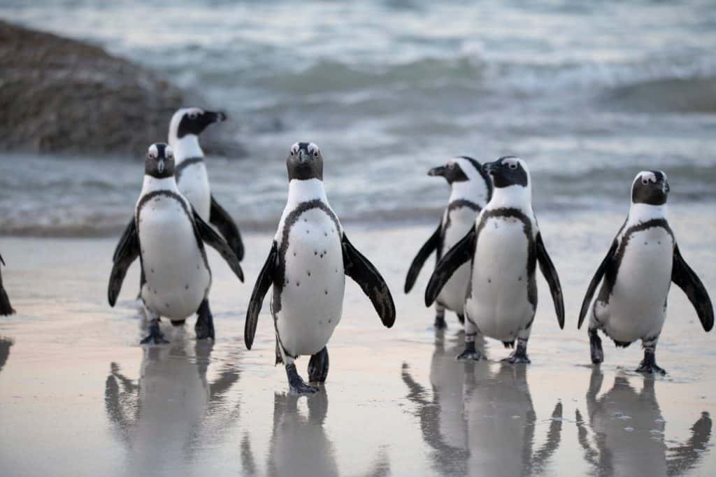 50 Adorable Penguin Facts That You Just Can't Miss
