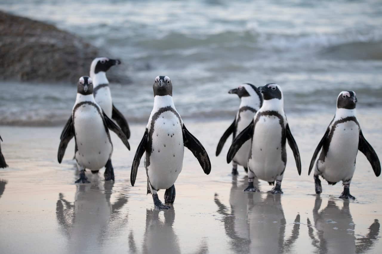 50 Adorable Penguin Facts That You Just Can t Miss