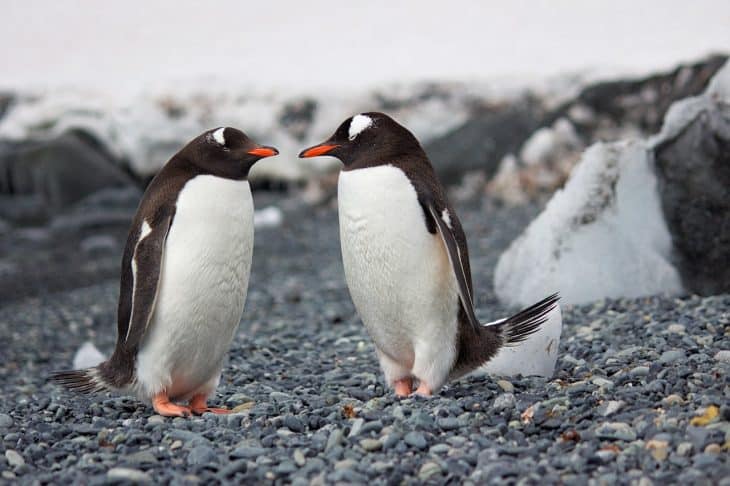 50 Adorable Penguin Facts That You Just Can't Miss