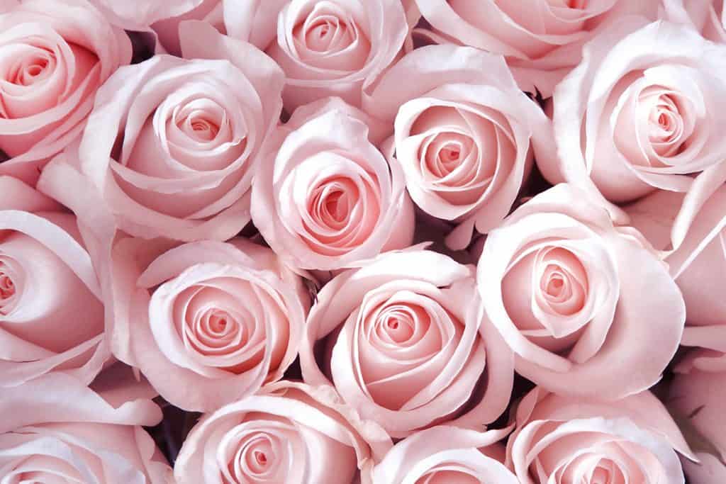 18 Rose Color Meanings That Are Just More Than Romantic - Facts.net