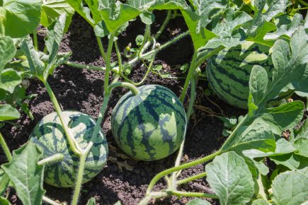 60 Refreshing Watermelon Facts That You Never Knew About