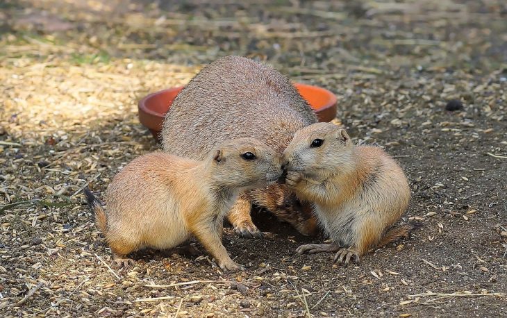 50 Interesting Prairie Dog Facts That You Never Knew About