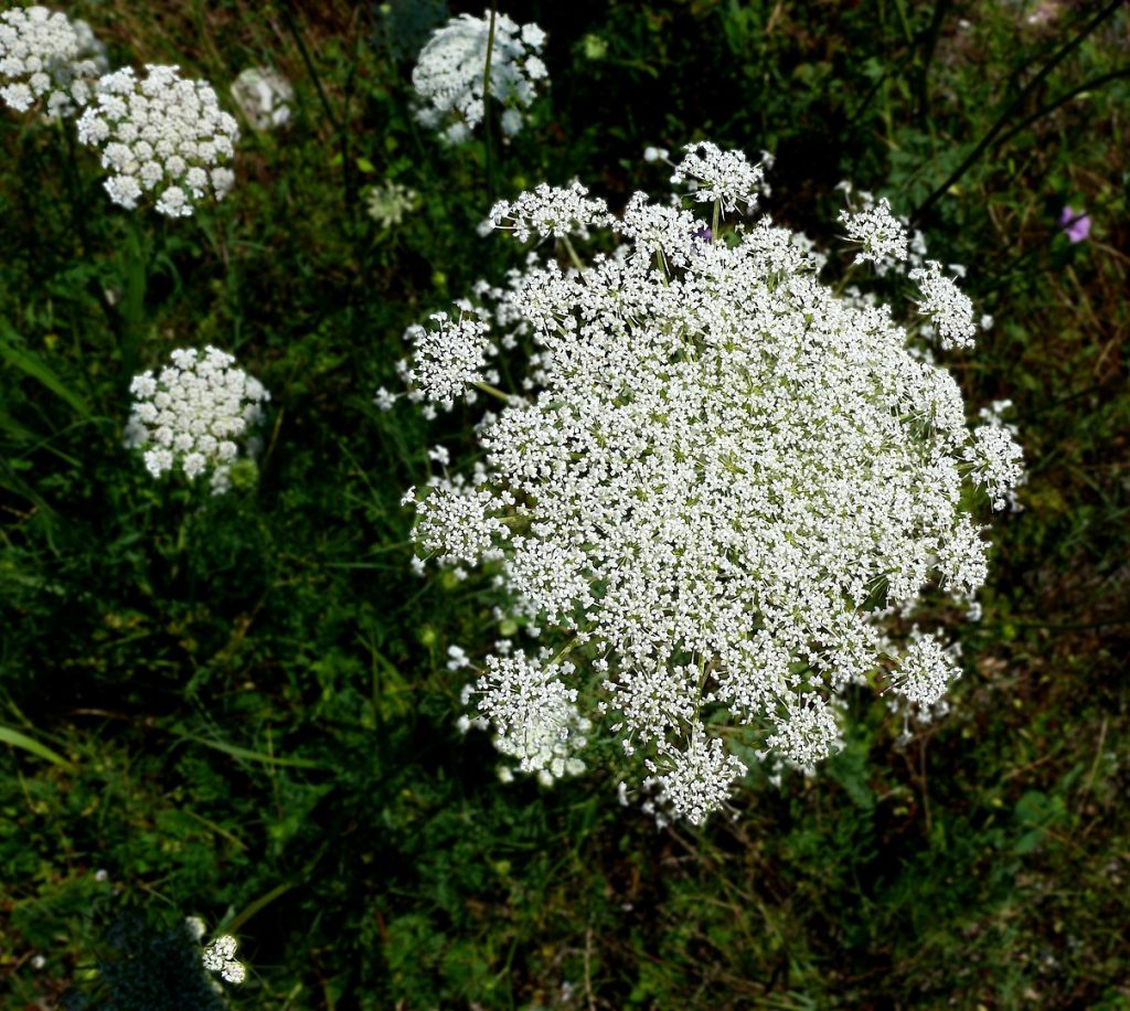 50 Interesting Carrot Facts That You Never Knew About