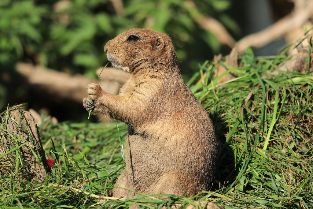 50 Interesting Prairie Dog Facts That You Never Knew About