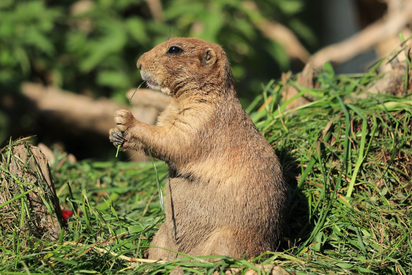 50 Interesting Prairie Dog Facts That You Never Knew About
