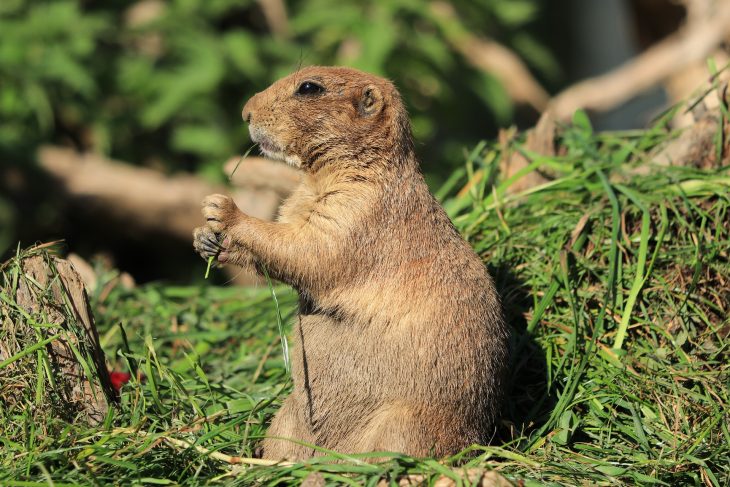 50 Interesting Prairie Dog Facts That You Never Knew About