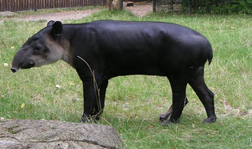 50 Tapir Facts: The Gardeners Of The Forest - Facts.net