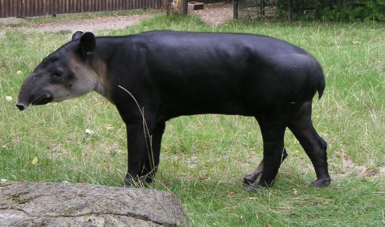 50 Tapir Facts: The Gardeners Of The Forest - Facts.net