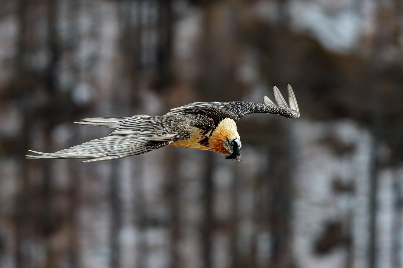 30 Bearded Vulture Facts Bone Eating Bird Of Prey Ipygmc