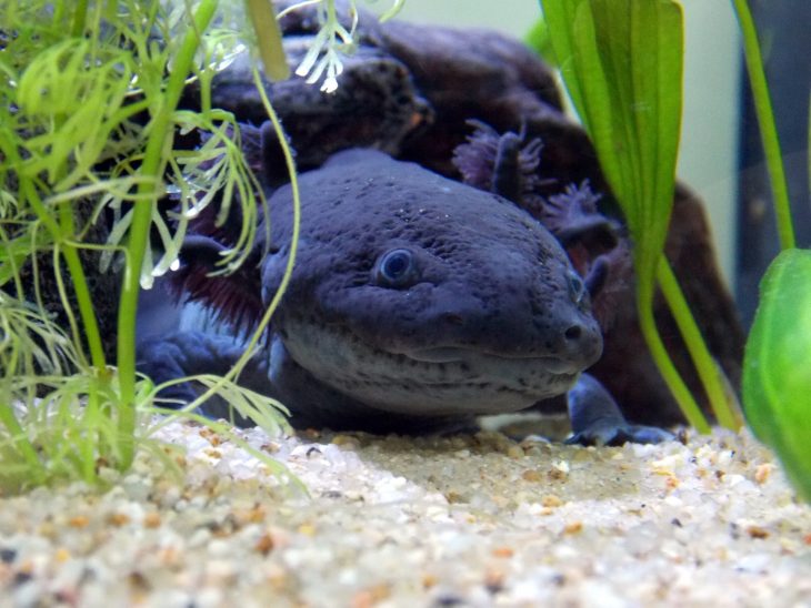 40 Axolotl Facts About These Adorable Amphibians - Facts.net