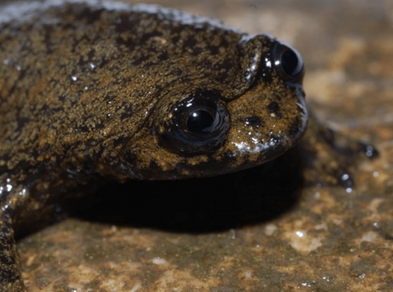 50 Frog Facts About These Little Leaping Creatures - Facts.net