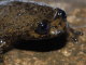 50 Frog Facts About These Little Leaping Creatures - Facts.net