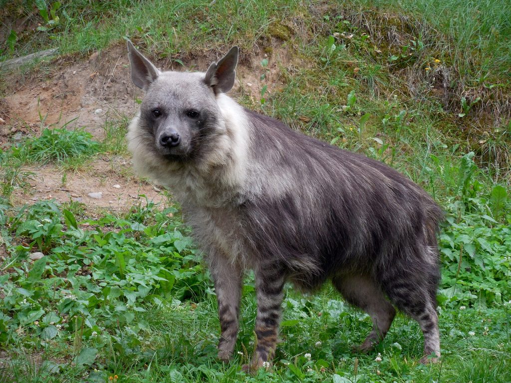 50 Fierce Hyena Facts You Need To Sink Your Teeth Into - Facts.net