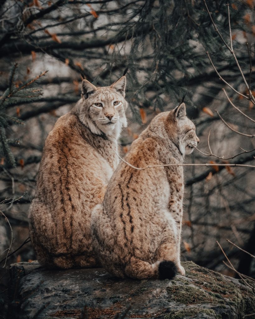 50 Bobcat Facts About These Oversized Cats - Facts.net