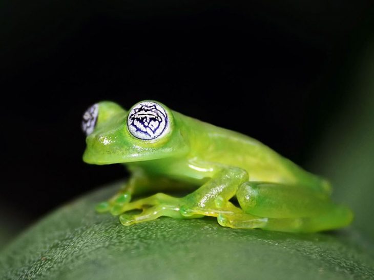 50 Frog Facts About These Little Leaping Creatures - Facts.net