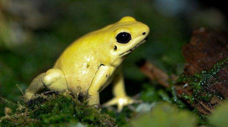 50 Frog Facts About These Little Leaping Creatures - Facts.net