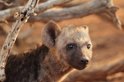 50 Fierce Hyena Facts You Need To Sink Your Teeth Into - Facts.net