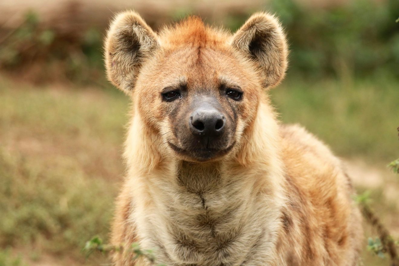 50 Fierce Hyena Facts You Need To Sink Your Teeth Into - Facts.net