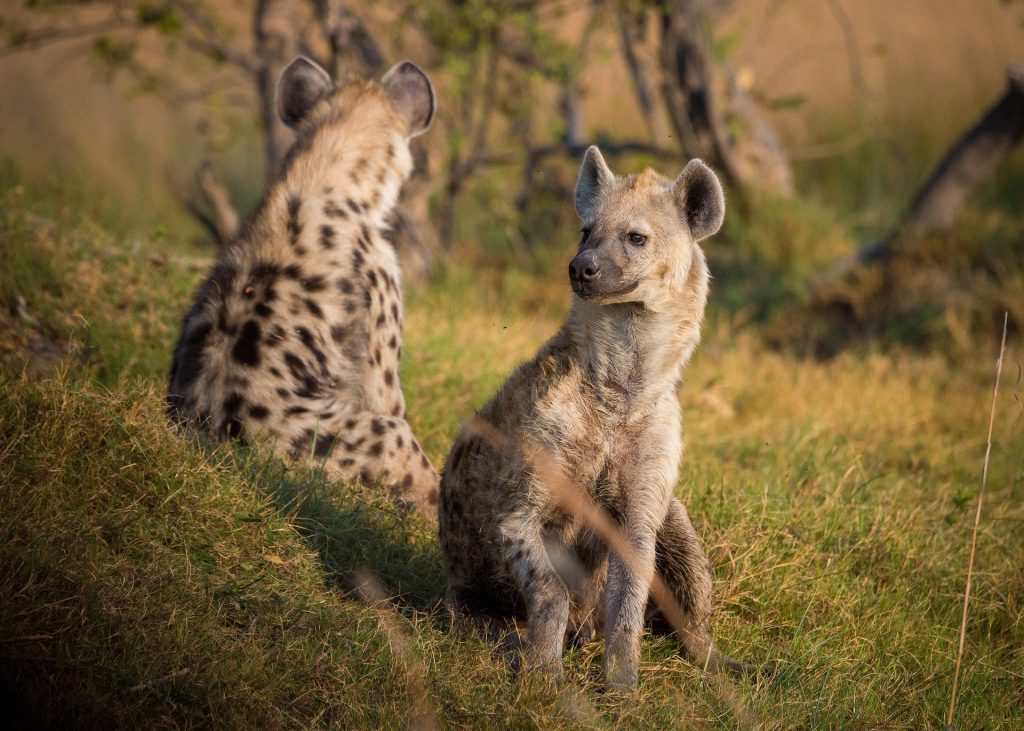 50 Fierce Hyena Facts You Need To Sink Your Teeth Into - Facts.net