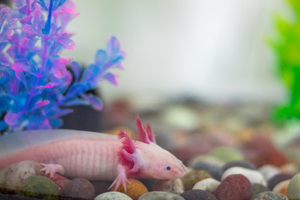 40 Axolotl Facts About These Adorable Amphibians - Facts.net