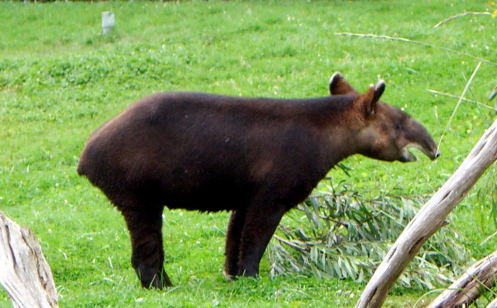 Tapir Facts: 50 Things You Should Know About About The Gardeners Of The ...
