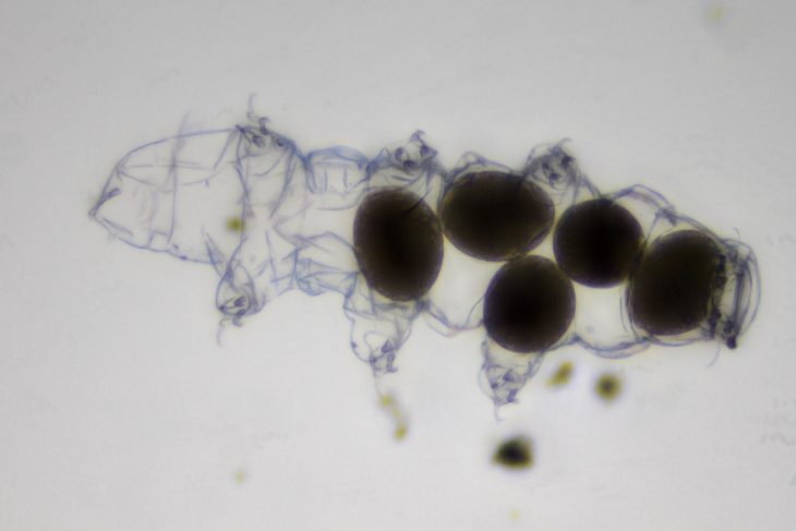 40 Tardigrade Facts About the World's Toughest Animal - Facts.net