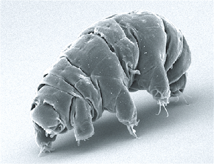 40 Tardigrade Facts About the World's Toughest Animal - Facts.net