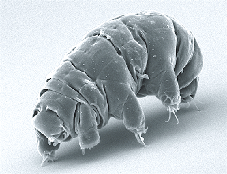 40 Tardigrade Facts About the World's Toughest Animal - Facts.net