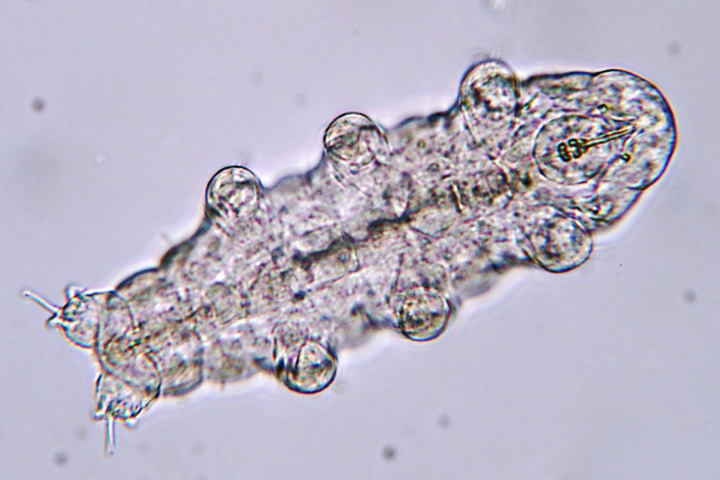 40 Tardigrade Facts About the World's Toughest Animal - Facts.net