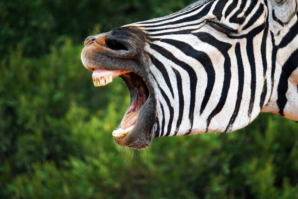 50 Dazzling Zebra Facts And Secrets To Uncover - Facts.net