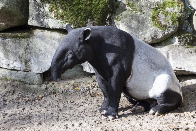 50 Tapir Facts: The Gardeners Of The Forest - Facts.net