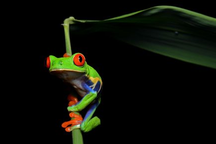 50 Frog Facts About These Little Leaping Creatures - Facts.net