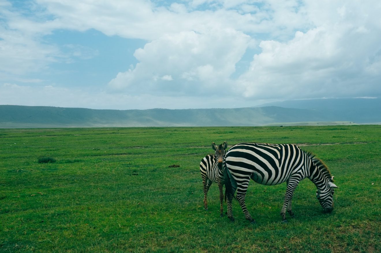 50 Dazzling Zebra Facts And Secrets To Uncover - Facts.net