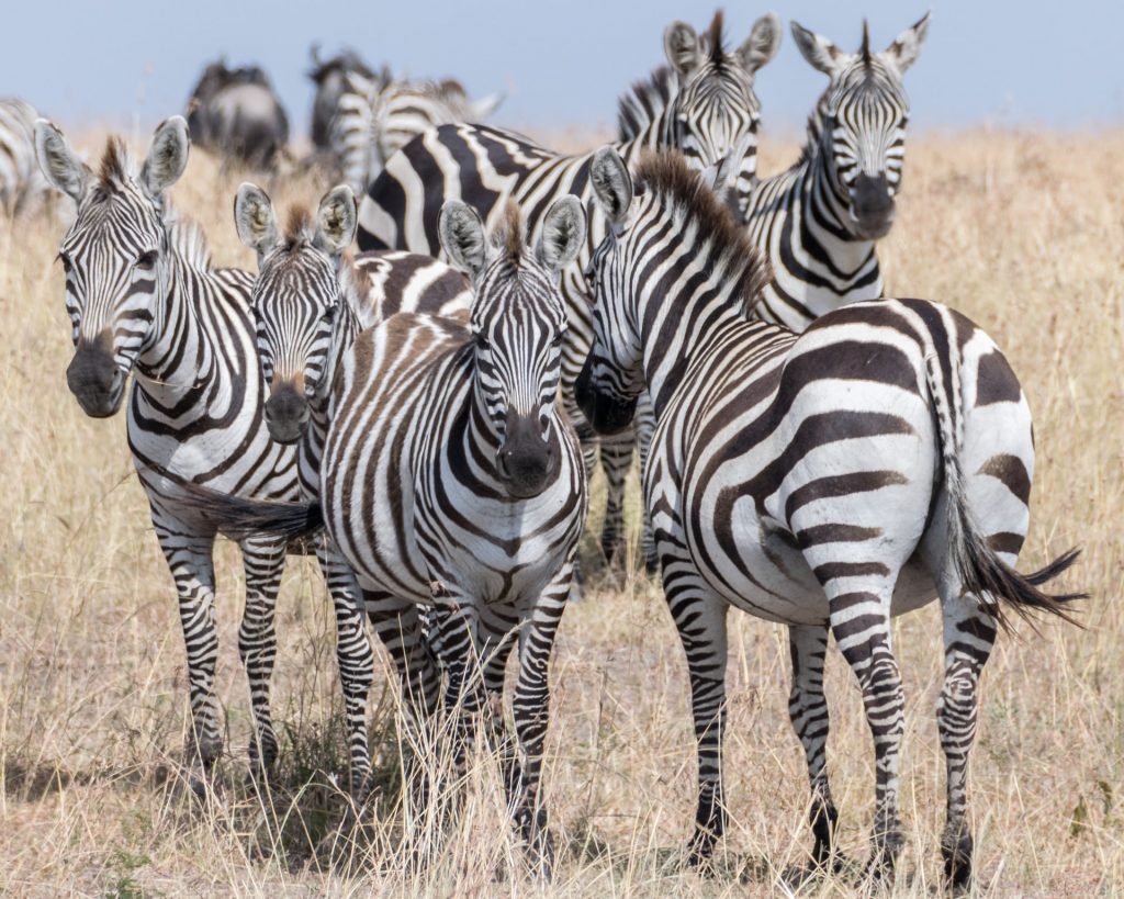 50 Dazzling Zebra Facts And Secrets To Uncover - Facts.net