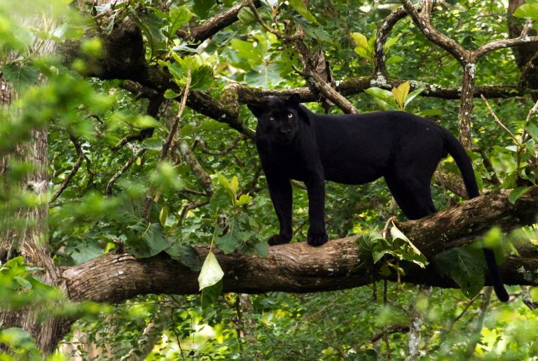 50 Leopard Facts To Make You Leap With Curiosity - Facts.net