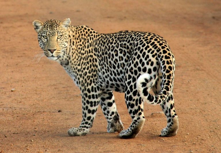 50 Leopard Facts To Make You Leap With Curiosity Facts Net