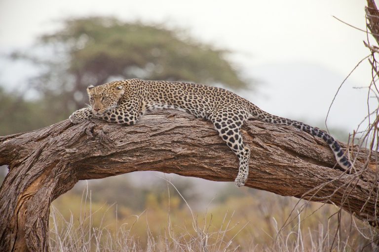 50 Leopard Facts To Make You Leap With Curiosity - Facts.net