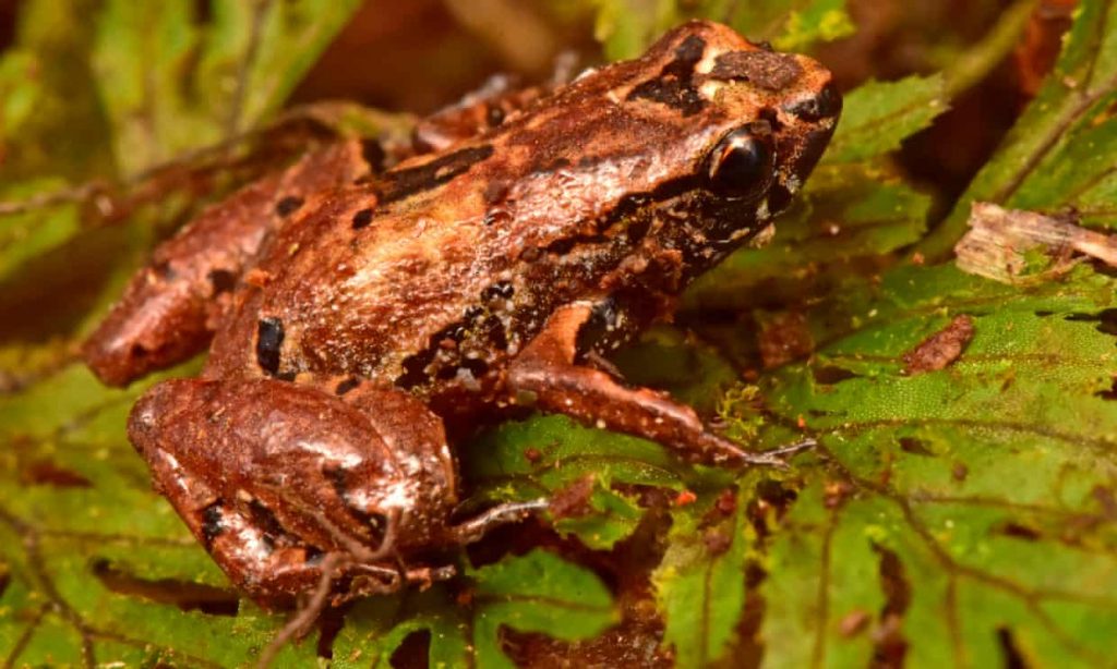 50 Frog Facts About These Little Leaping Creatures - Facts.net